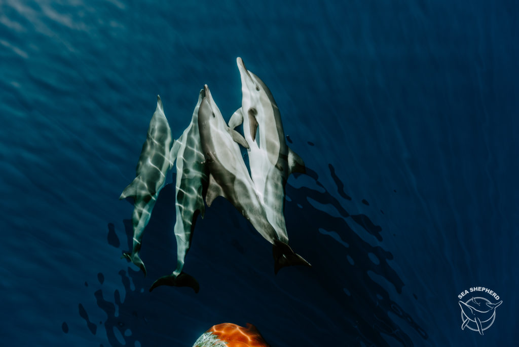 Dolphins Mating - Flaview - Worldwide Photographer & Filmmaker